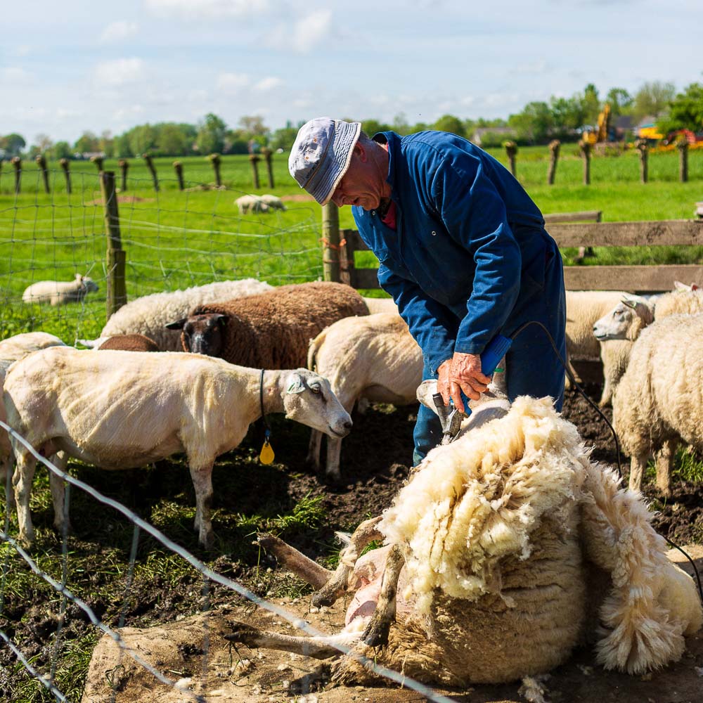 Schapen Scheren in Nederland - NEW TAILOR - Dé Beste Maatkleding in ...